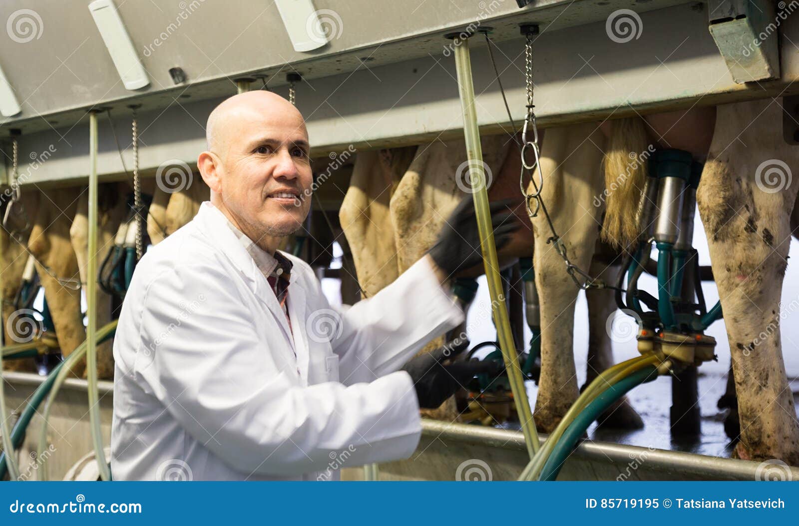 Farm Employee Operating Machine Milking In In Cows Barn Royalty-Free ...