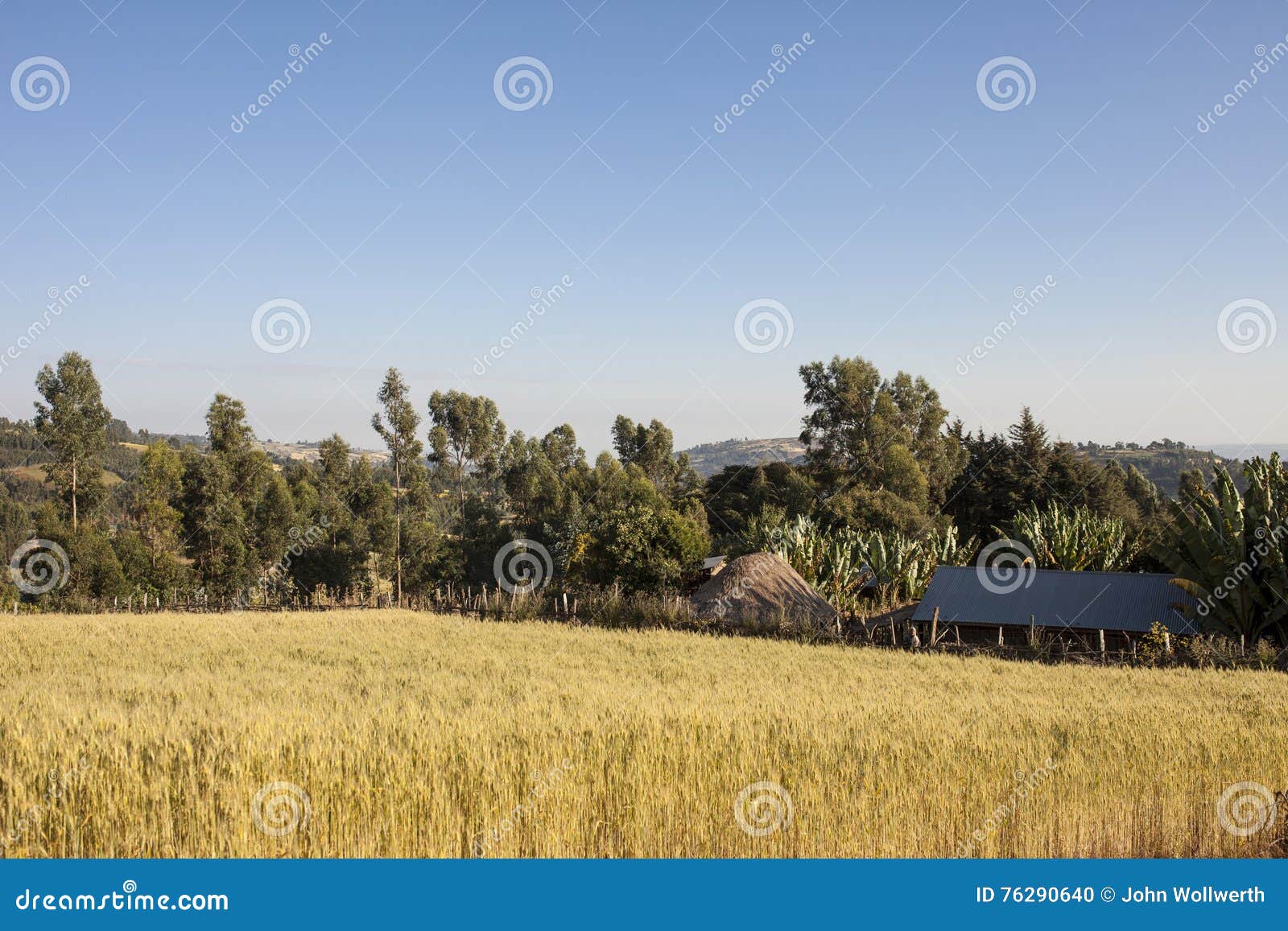 Farm in Ethiopia stock photo. Image of rural, african - 76290640