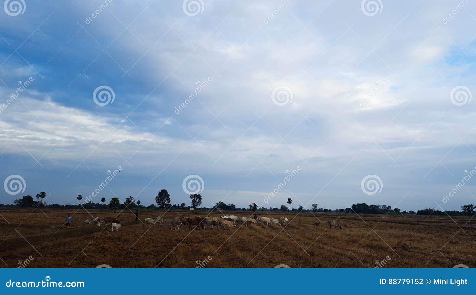 Farm stock photo. Image of farm, landscape, evening, cloud - 88779152