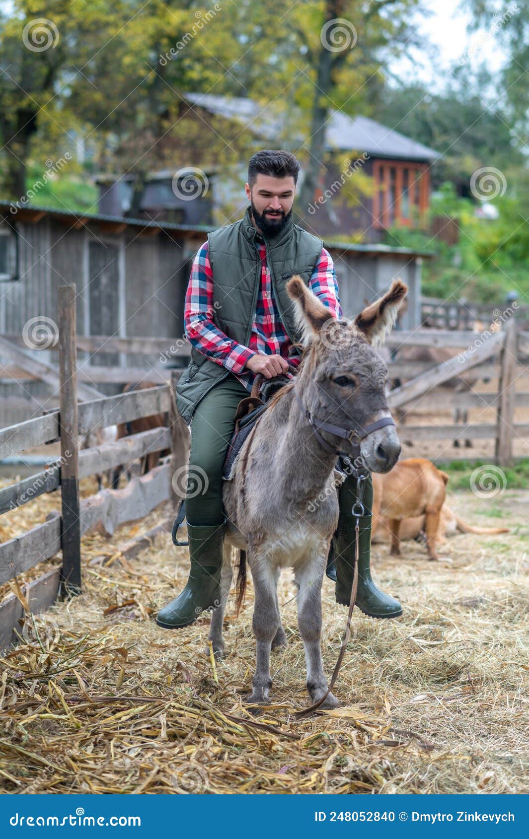 A Farmer Sitting on a Donkey on a Farm Stock Photo - Image of ...
