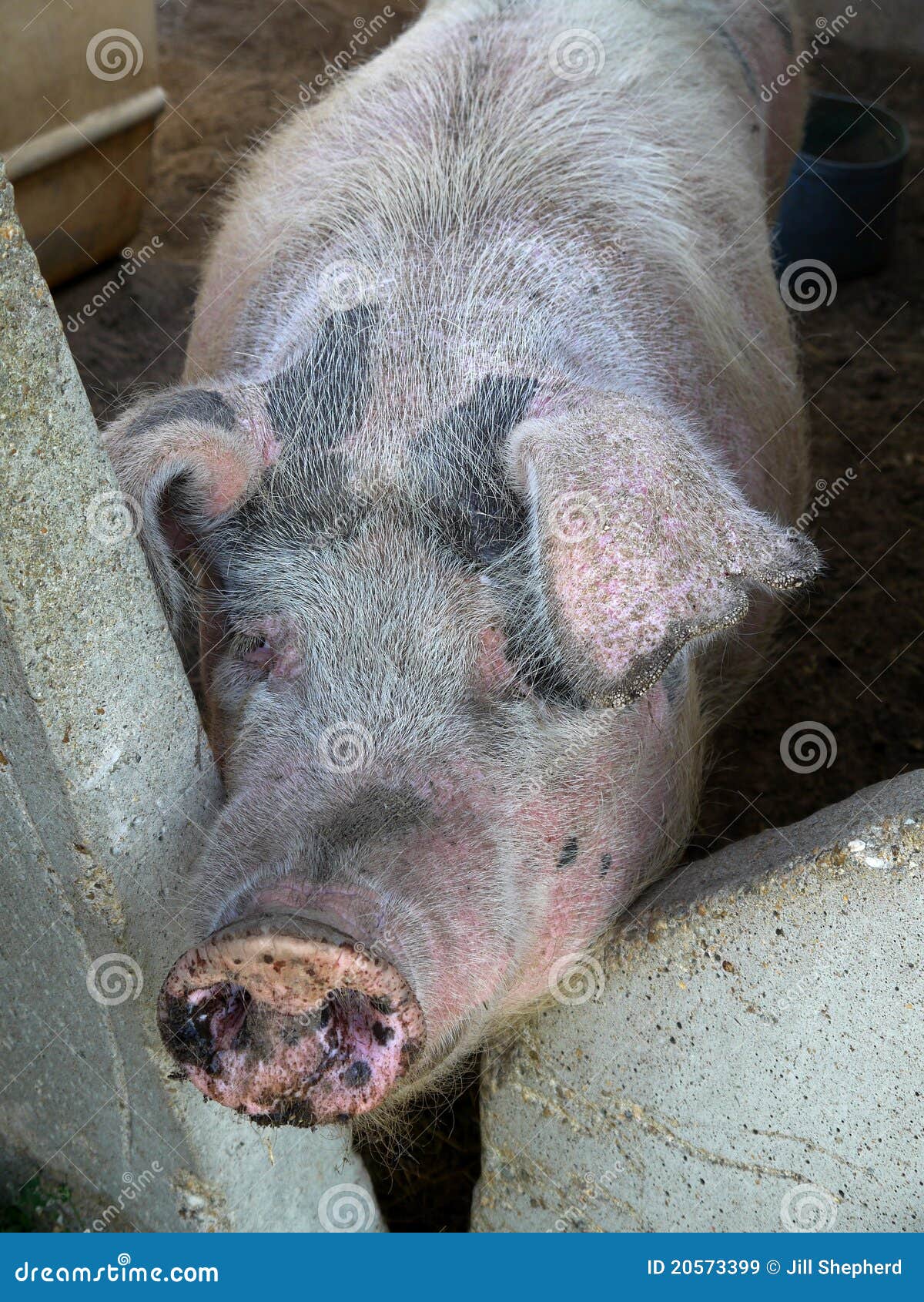 Farm: feed the pig stock image. Image of feeding, snout - 20573399