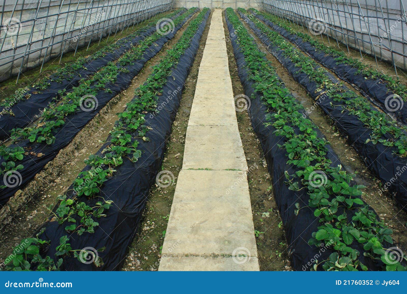 Farm field stock photo. Image of farm, grow, farmland - 21760352