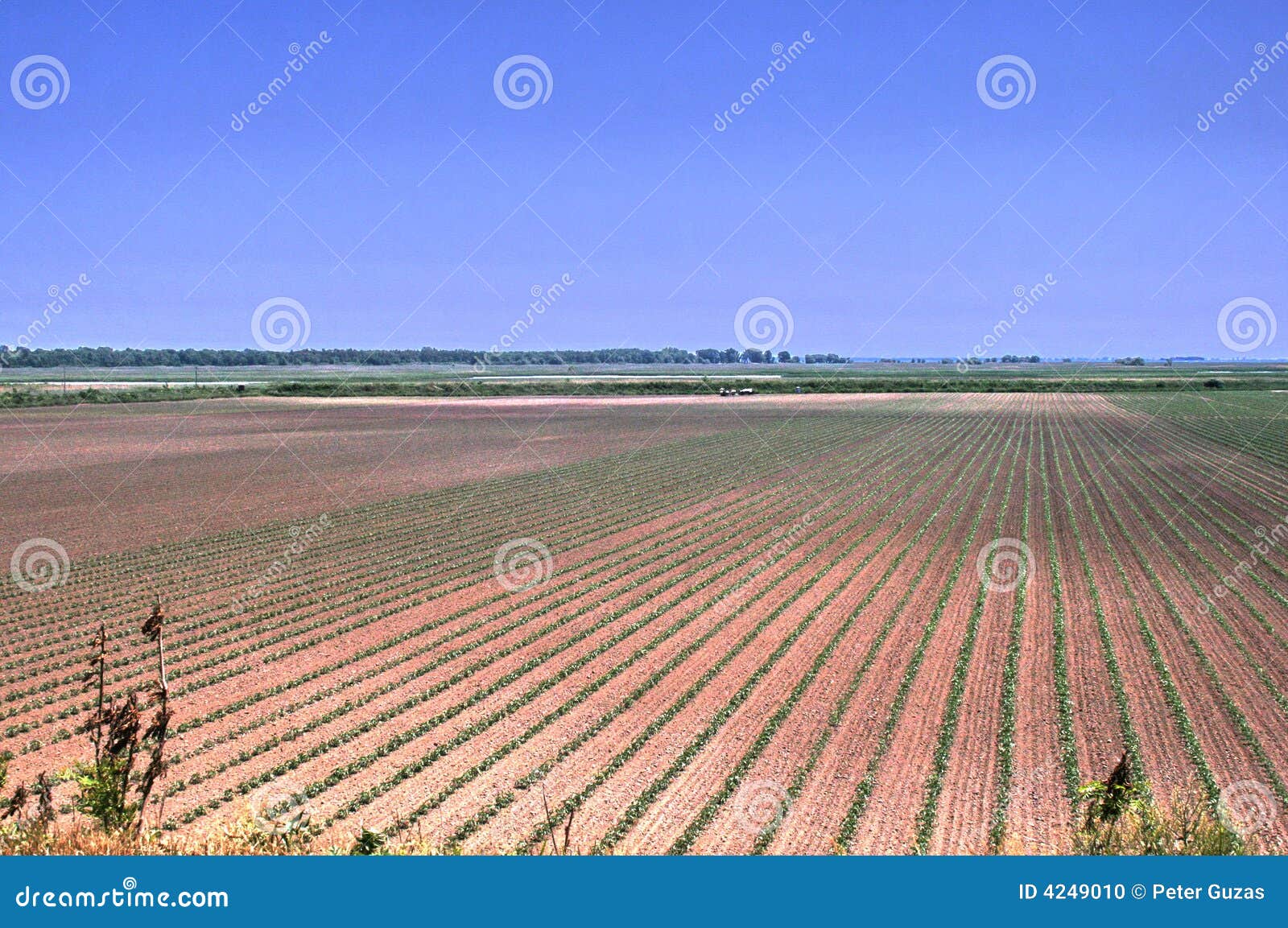 Farm field stock photo. Image of field, perspective, spring - 4249010