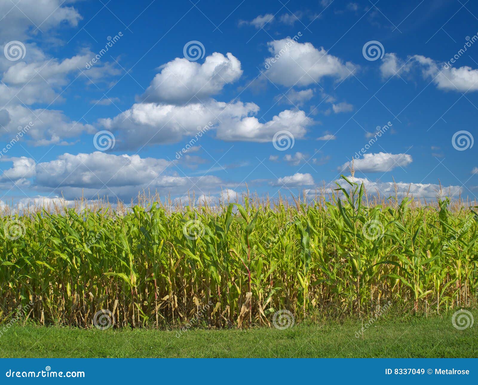 Farm field stock image. Image of color, summer, agriculture - 8337049