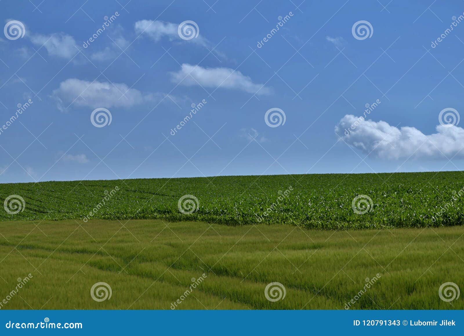 Farm Field with Corn and Grain on a Sunny Day. Stock Image - Image of ...