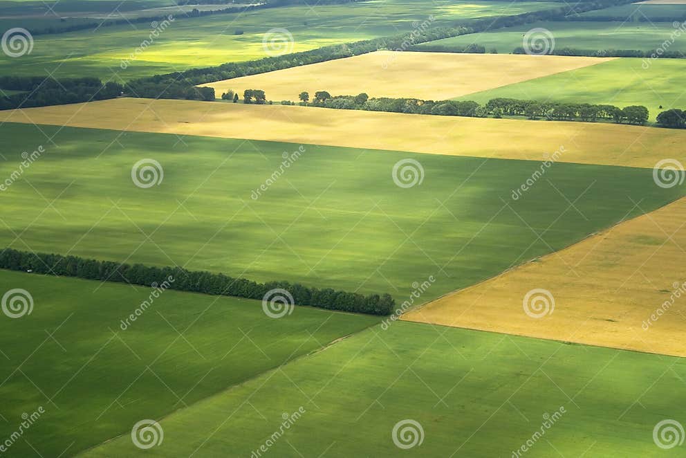 Farm Field cultivated stock image. Image of foliage, vegetable - 4325473