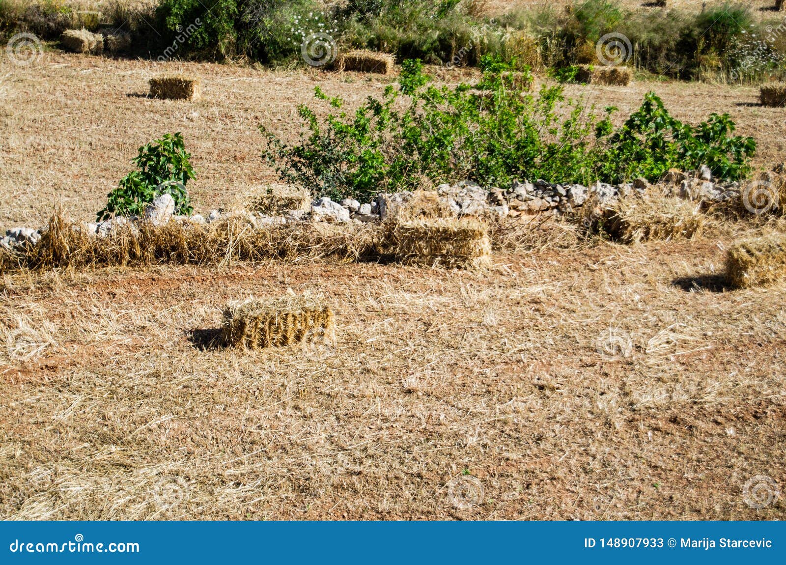 Farm Field with Dried Grass Bale on the Field Stock Image - Image of ...