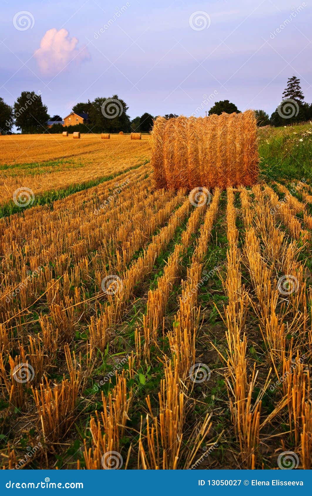 Farm field at dusk stock image. Image of farming, crops - 13050027
