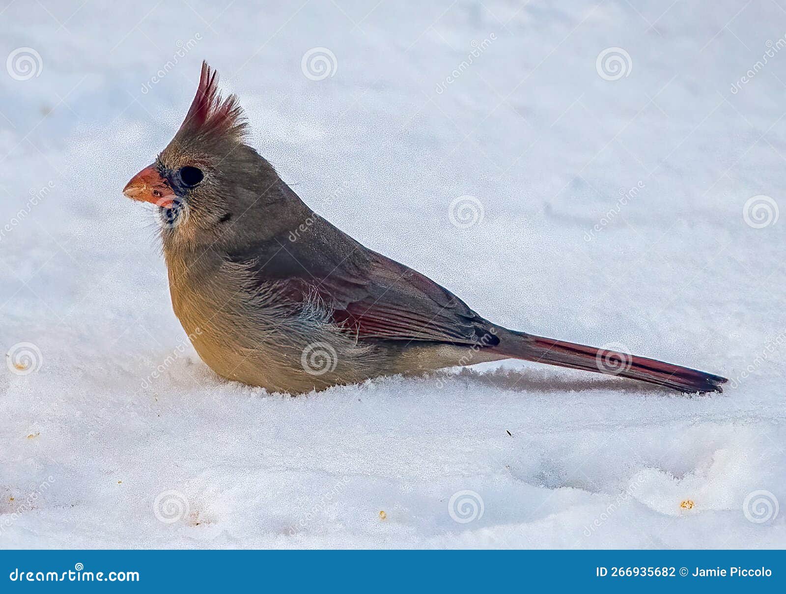 Female cardinal stock photo. Image of tail, cardinal - 266935682