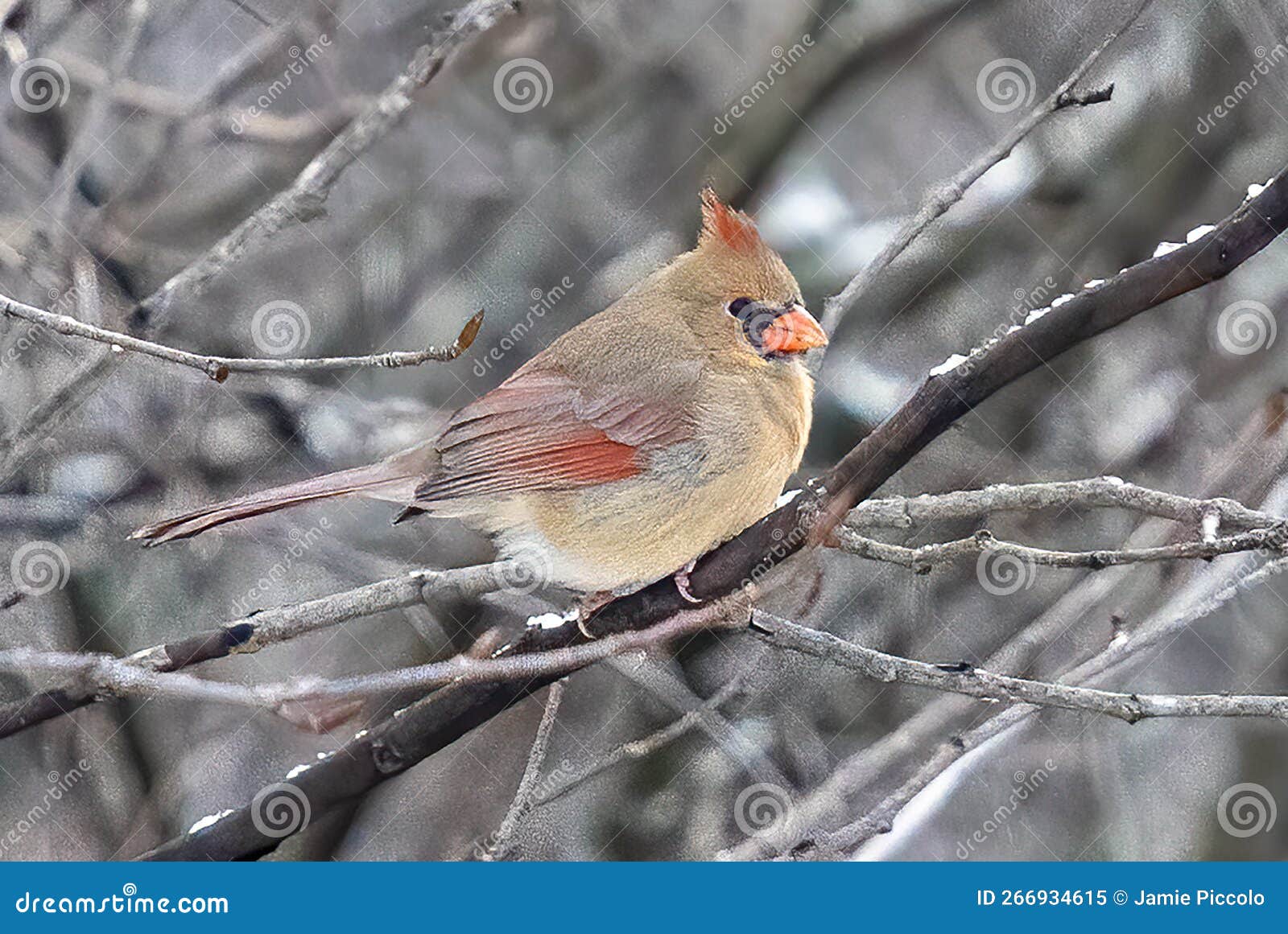 Female Cardinal Looking Good in Tree Stock Image - Image of avion ...