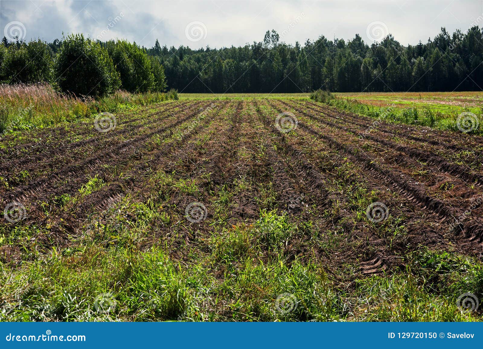 Farm Field with Forest in the Distance Stock Photo - Image of ...