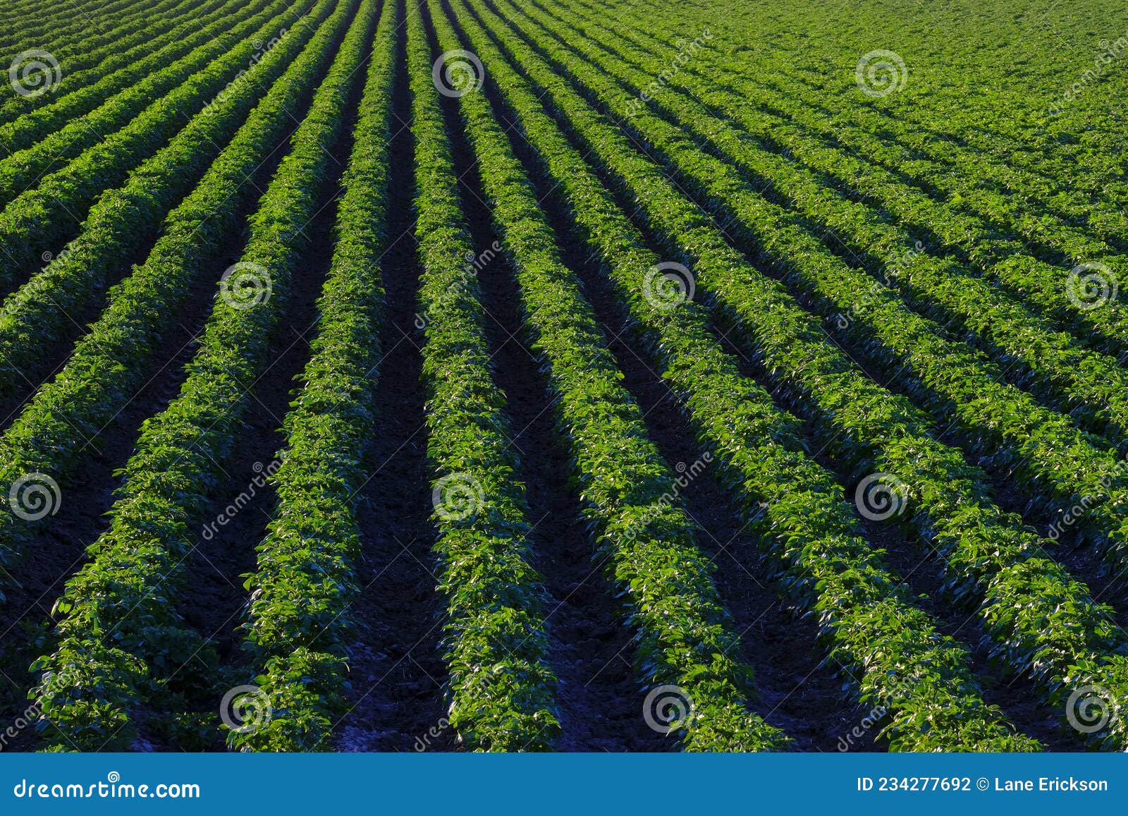 Farm Field of Green Lush Crops Growing in Rows or Lines Stock Photo ...