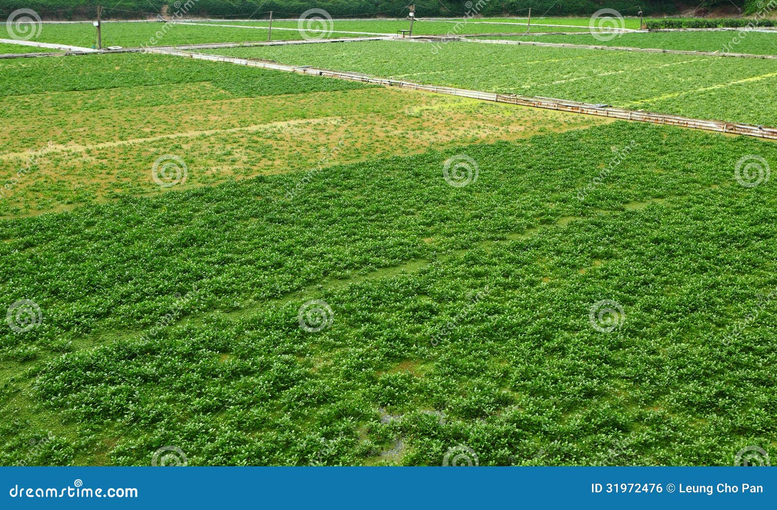 Farm field stock photo. Image of meadow, path, grow, sunlight - 31972476