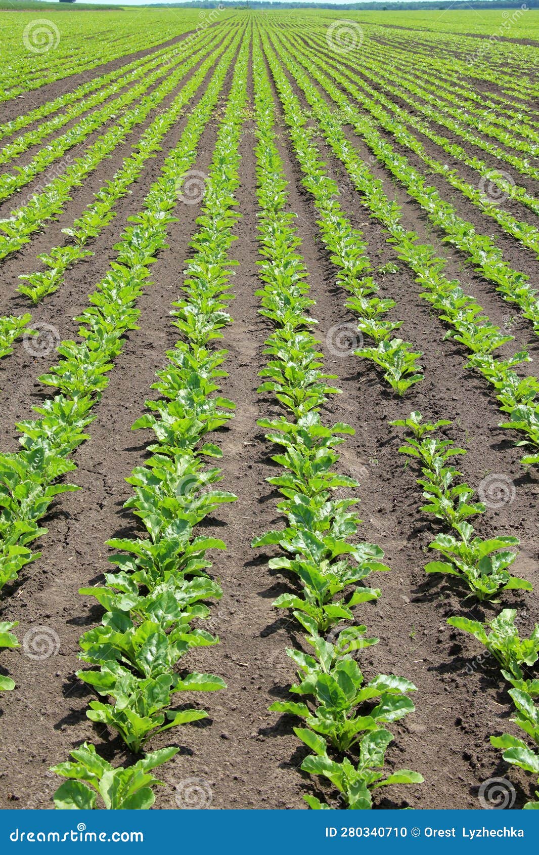 On the Farm Field Grow Sugar Beets Stock Photo - Image of growth, scene ...