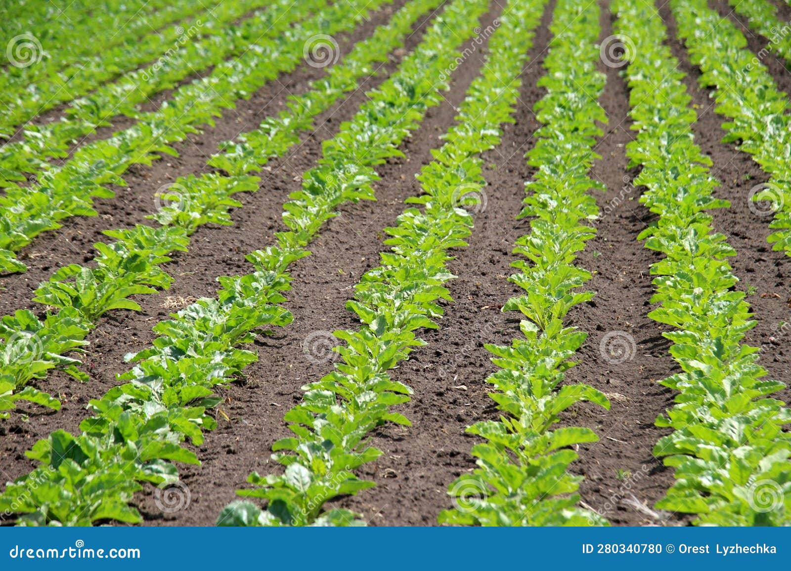 On the Farm Field Grow Sugar Beets Stock Photo - Image of grow, growing ...