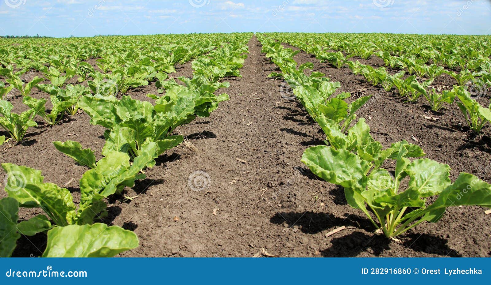 On the Farm Field Grow Sugar Beets Stock Photo - Image of sugar ...