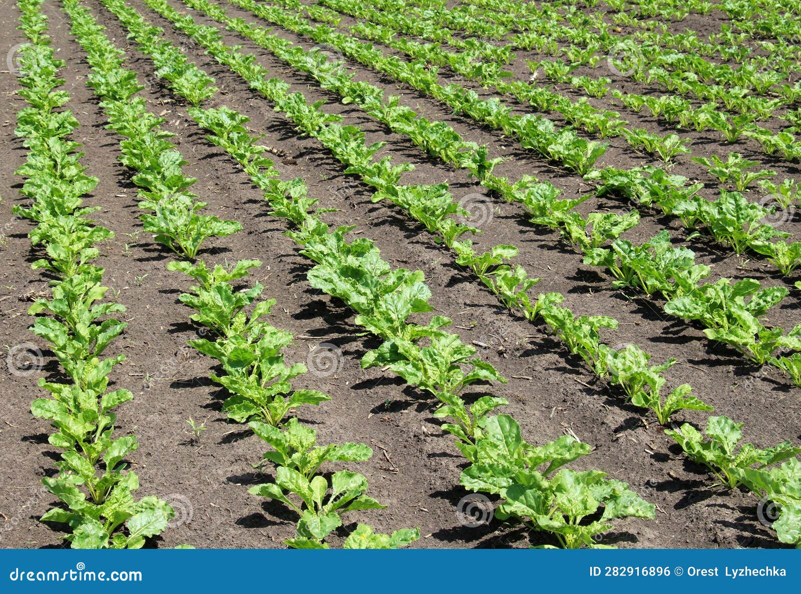On the Farm Field Grow Sugar Beets Stock Photo - Image of rural, grow ... On the Farm Field Grow Sugar Beets Stock Photo - Image of rural, grow ...