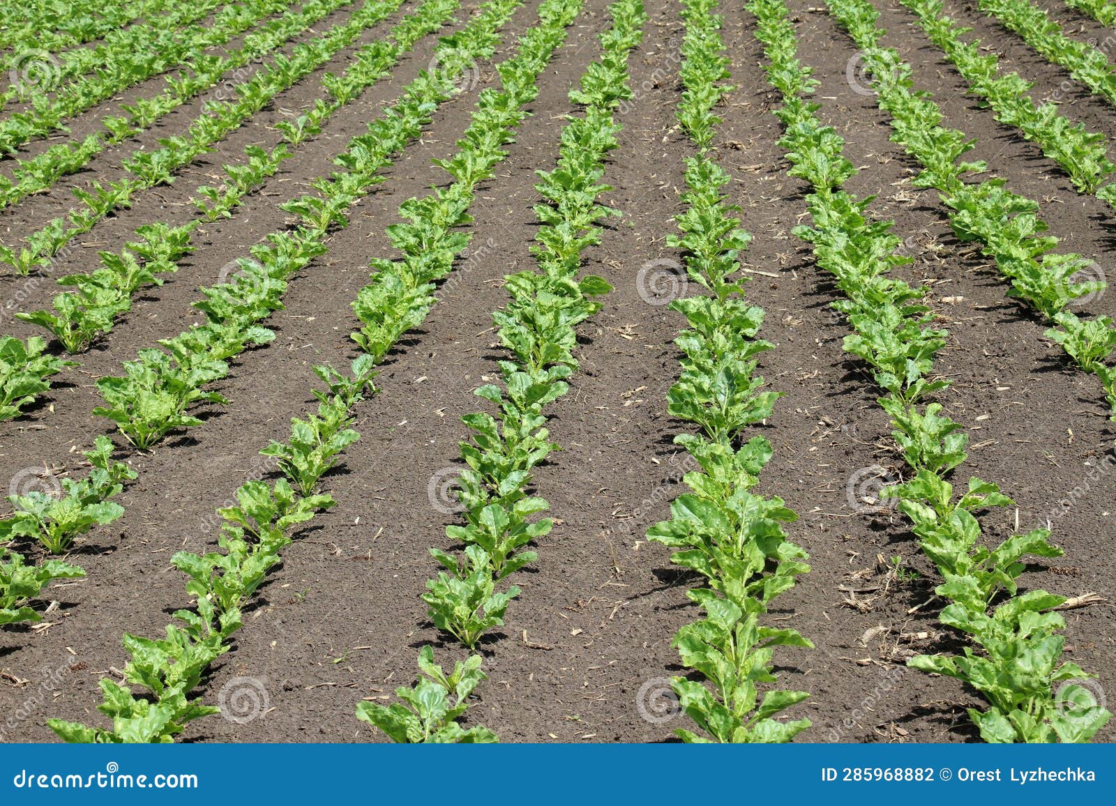 On the Farm Field Grow Sugar Beets Stock Photo - Image of sugar ... On the Farm Field Grow Sugar Beets Stock Photo - Image of sugar ...
