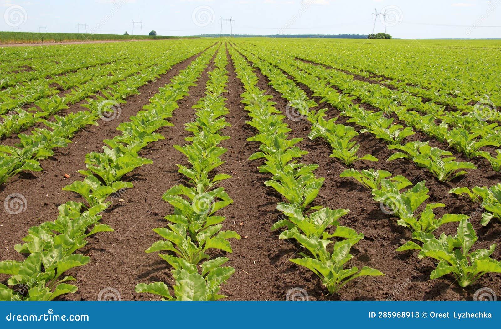 On the Farm Field Grow Sugar Beets Stock Image - Image of beets ... On the Farm Field Grow Sugar Beets Stock Image - Image of beets ...