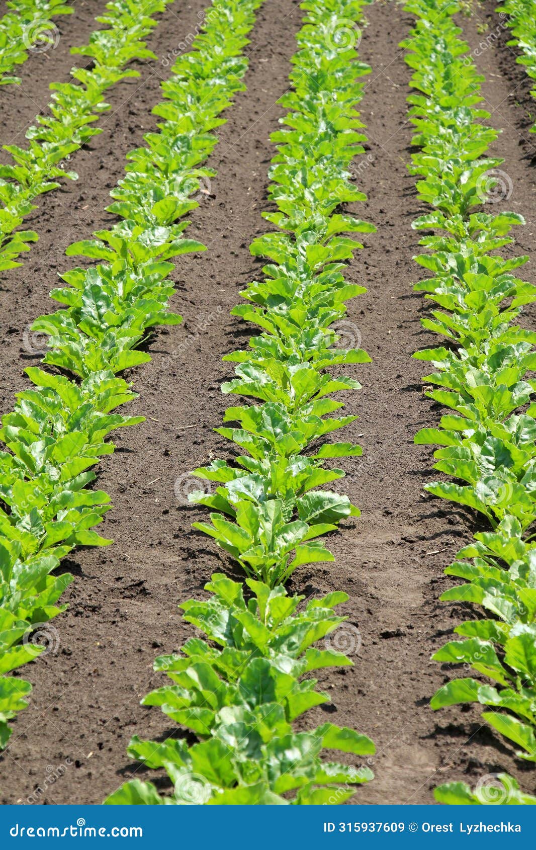 On the Farm Field Grow Sugar Beets Stock Image - Image of farming, farm ...