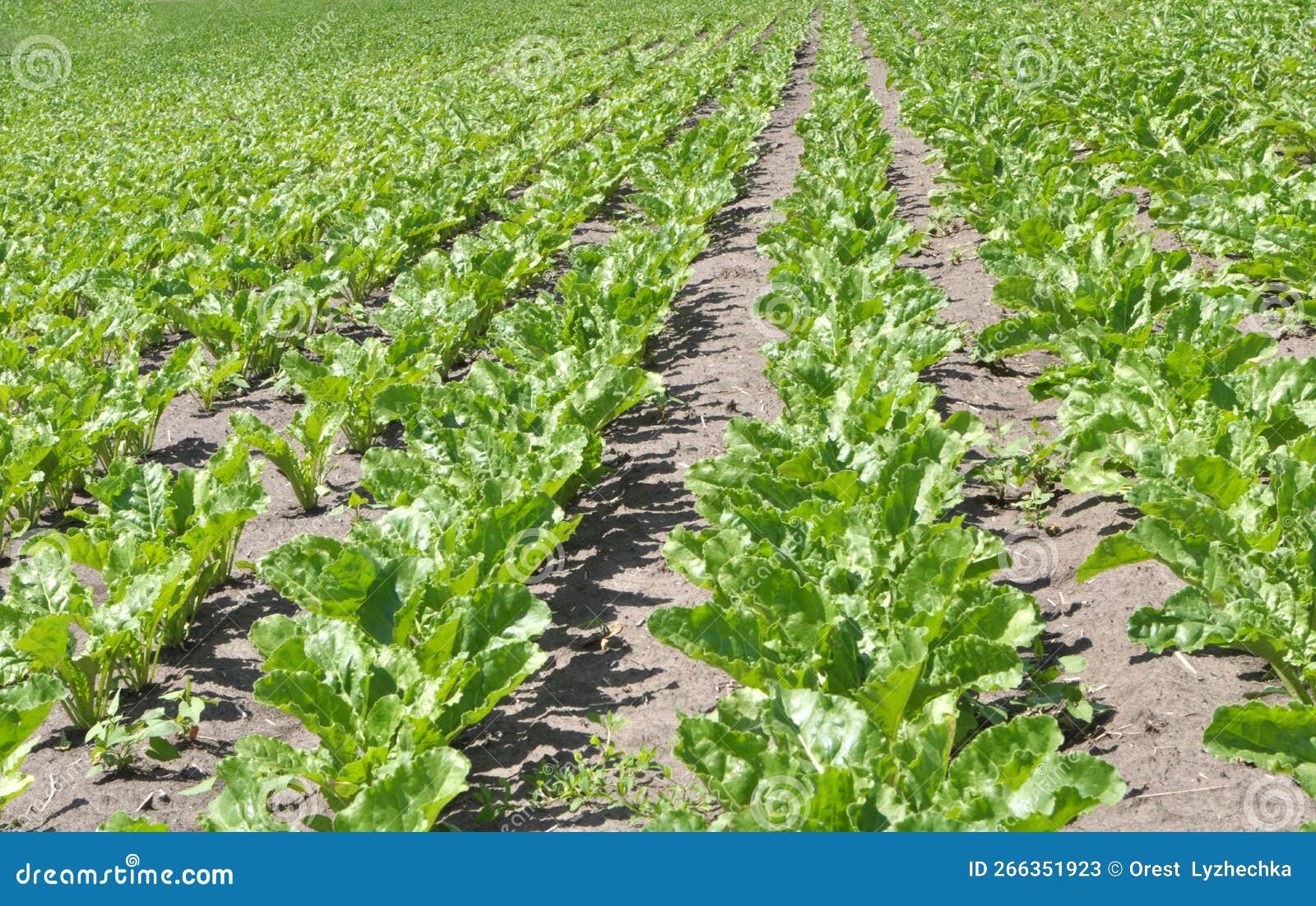 On the Farm Field Grow Sugar Beets Stock Image - Image of pattern, land ...