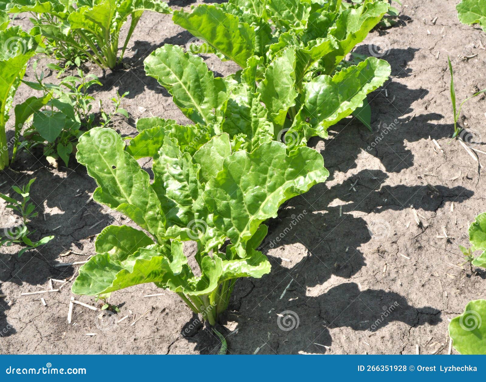 On the Farm Field Grow Sugar Beets Stock Photo - Image of herbicide ...