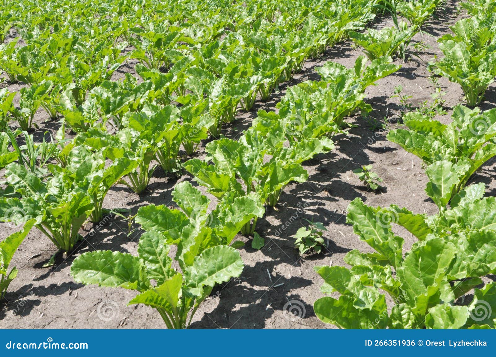 On the Farm Field Grow Sugar Beets Stock Photo - Image of landscape ...