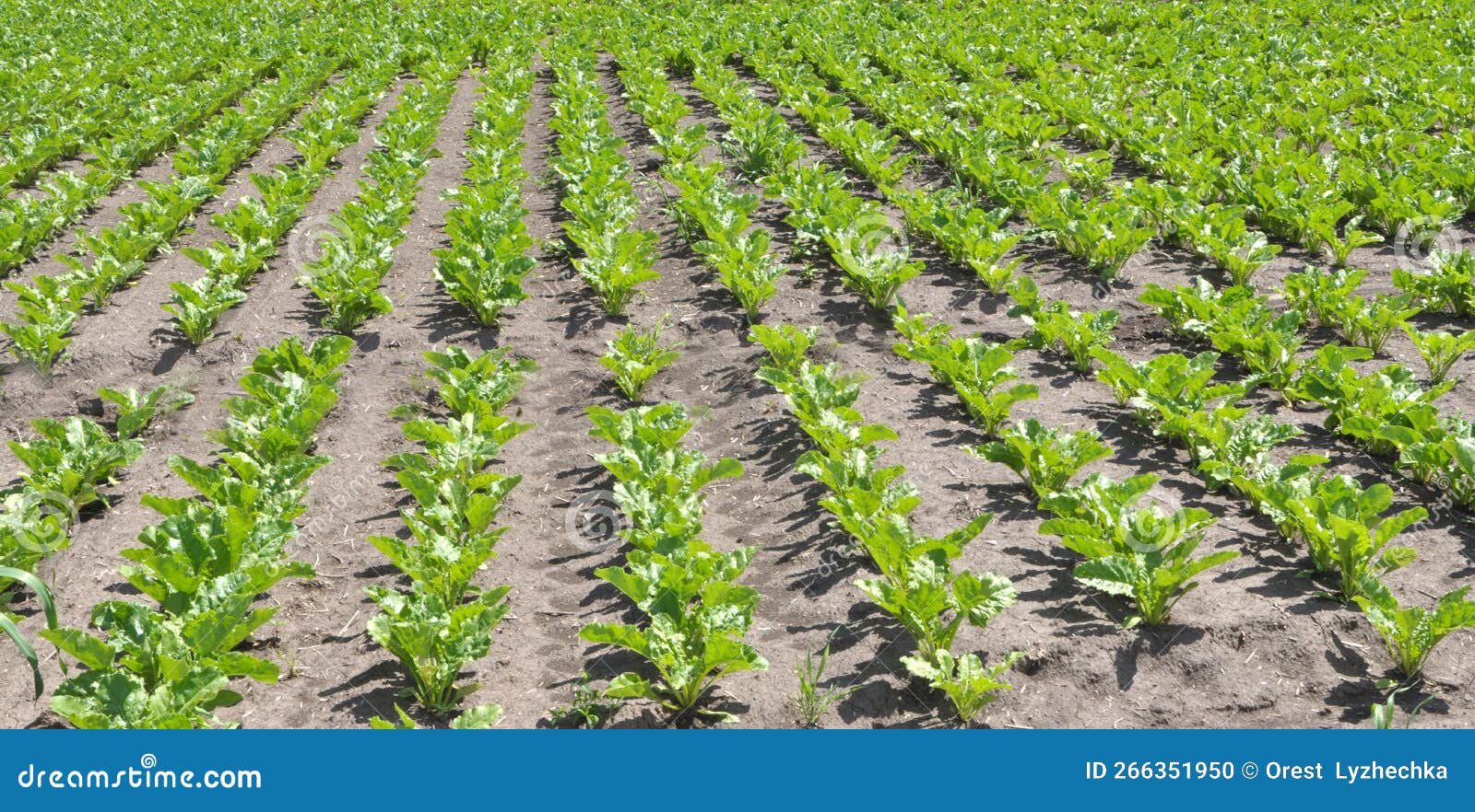 On the Farm Field Grow Sugar Beets Stock Photo - Image of agronomist ...