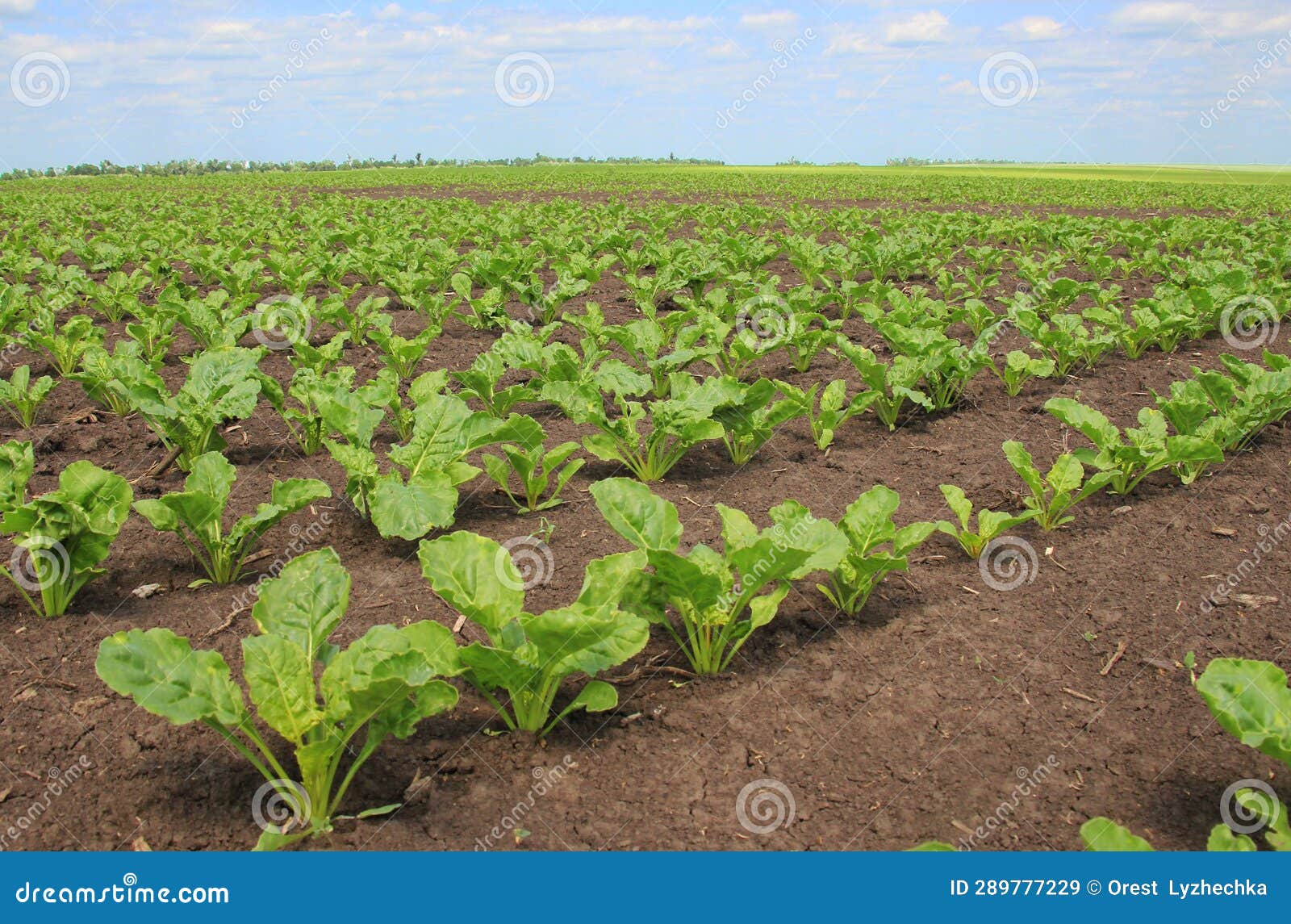 On the Farm Field Grow Sugar Beets Stock Image - Image of plant ...