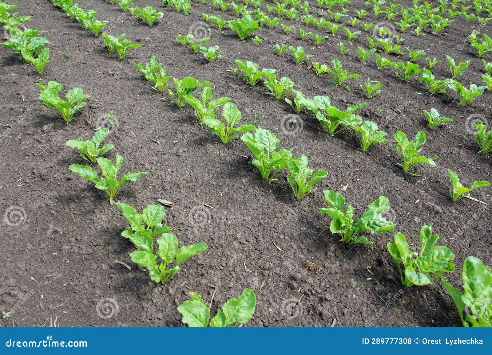 On the Farm Field Grow Sugar Beets Stock Photo - Image of scene, rural ...