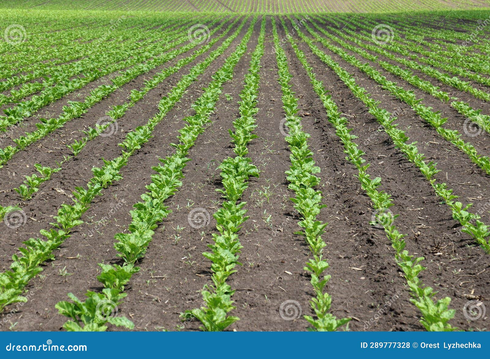 On the Farm Field Grow Sugar Beets Stock Photo - Image of beet, farm ...