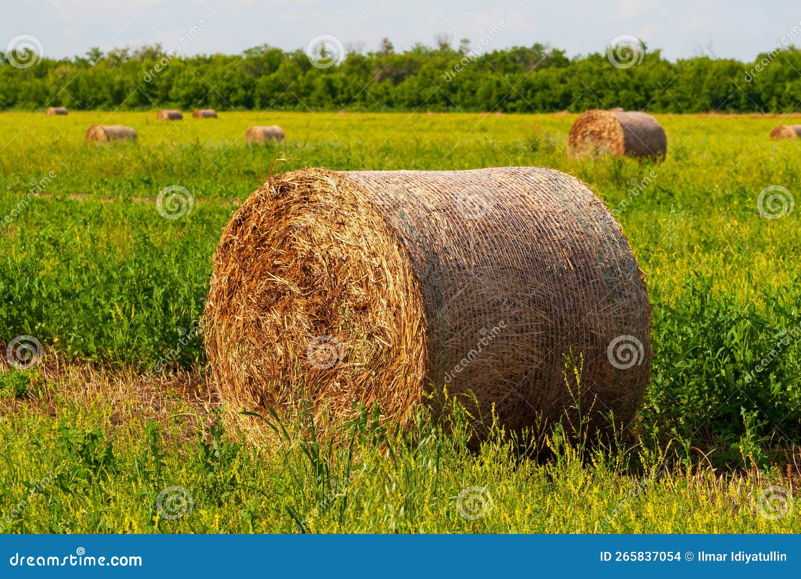 Farm Field with Hay Bales. Roll of Hay on the Field. Hay Bales Stock ...