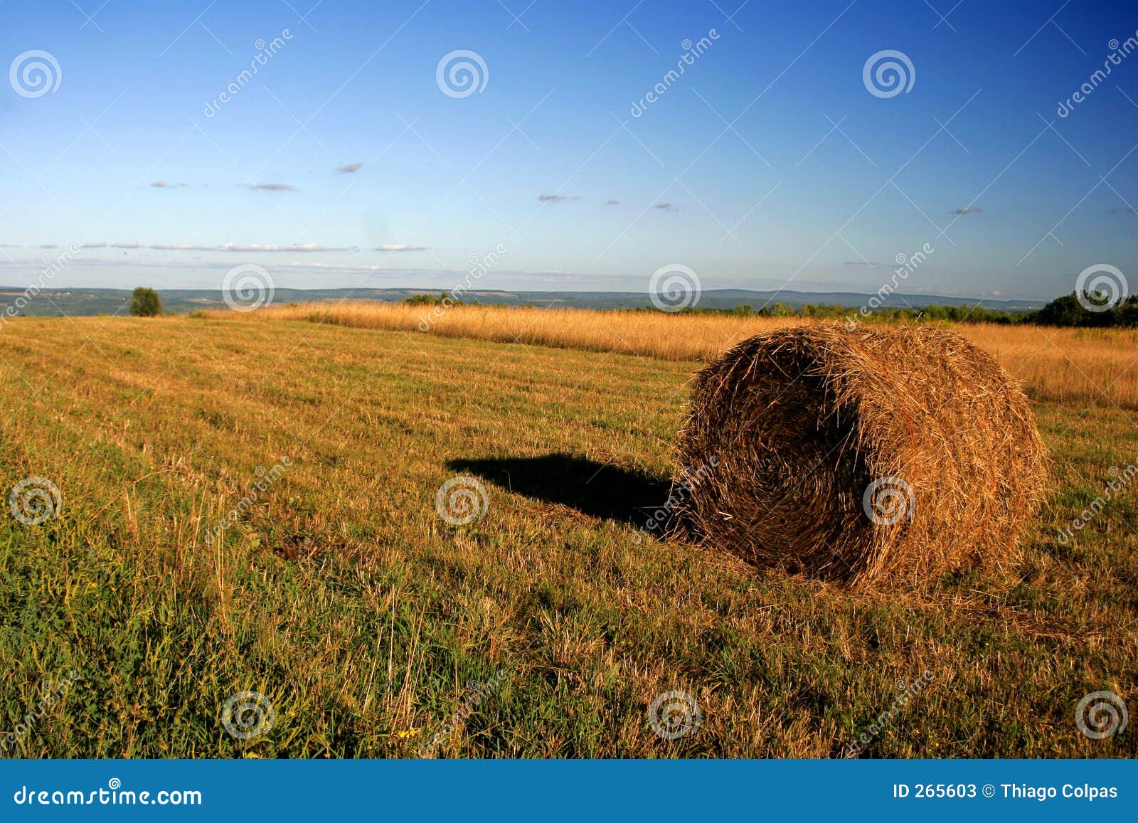 Farm field landscape stock image. Image of meadow, country - 265603
