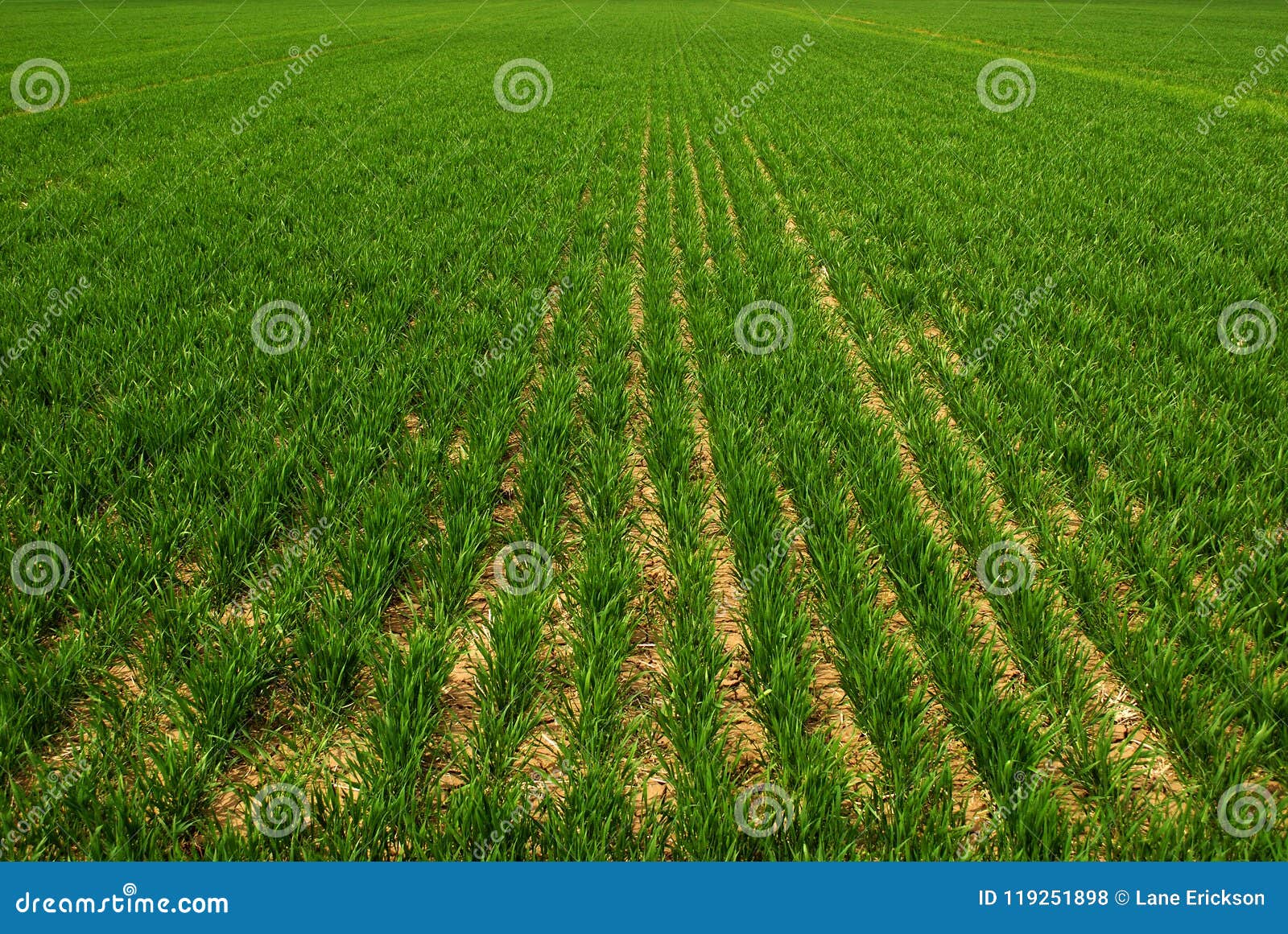 Farm Field with Lush Green Crops Growing Stock Photo - Image of farming ...