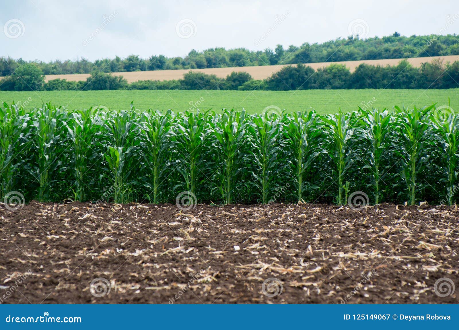 Farm Field with Maize Rows. Stock Image - Image of environment, nature ...
