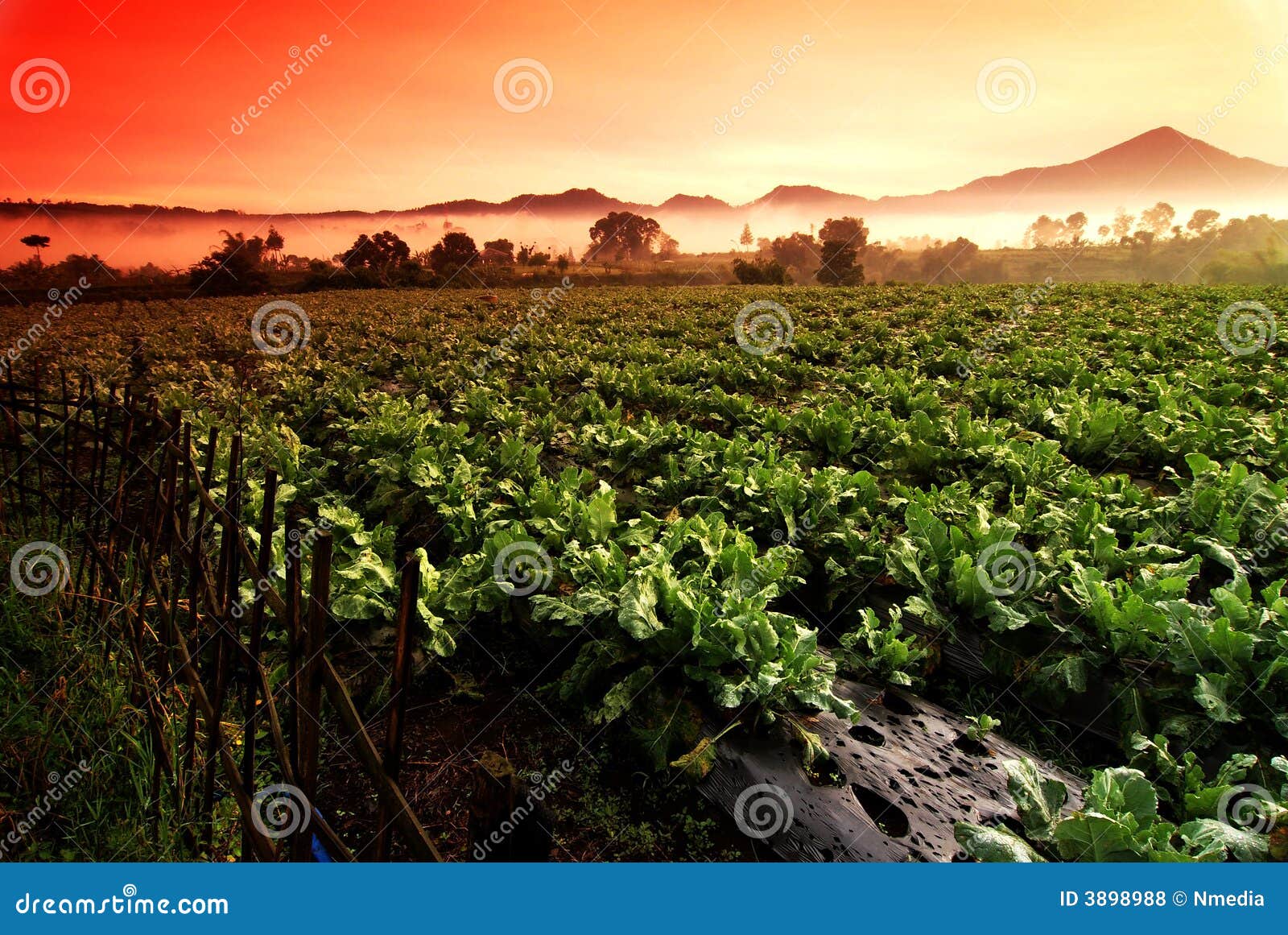 Farm Field at morning stock photo. Image of crop, country - 3898988