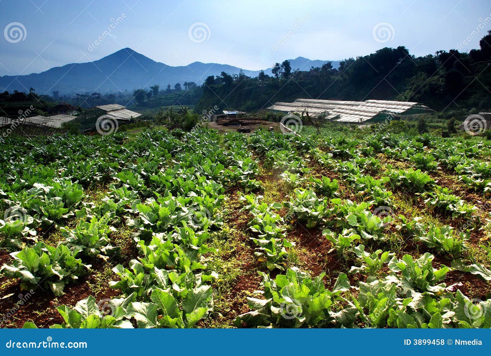 Farm Field at morning stock photo. Image of fields, plant - 3899458