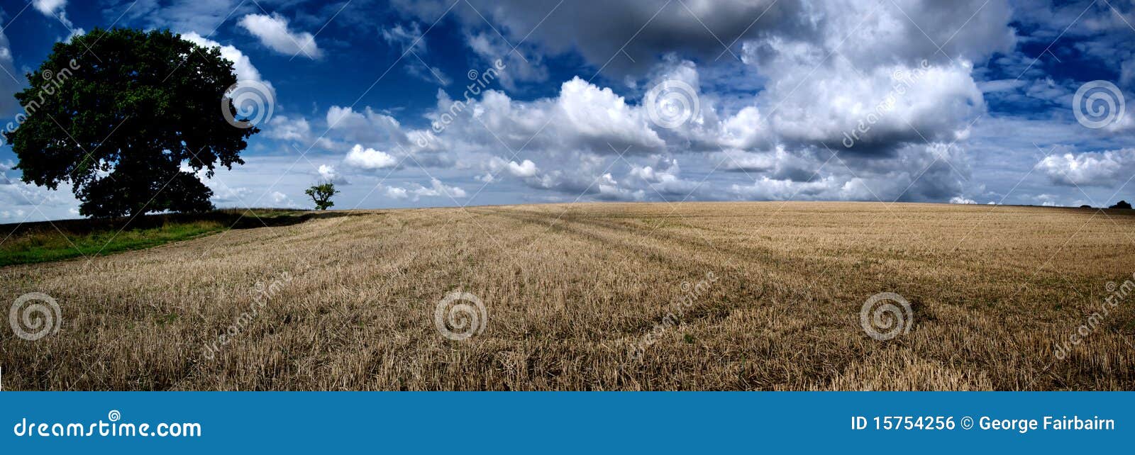 Farm Field Panoramic stock photo. Image of wheat, fluffy - 15754256