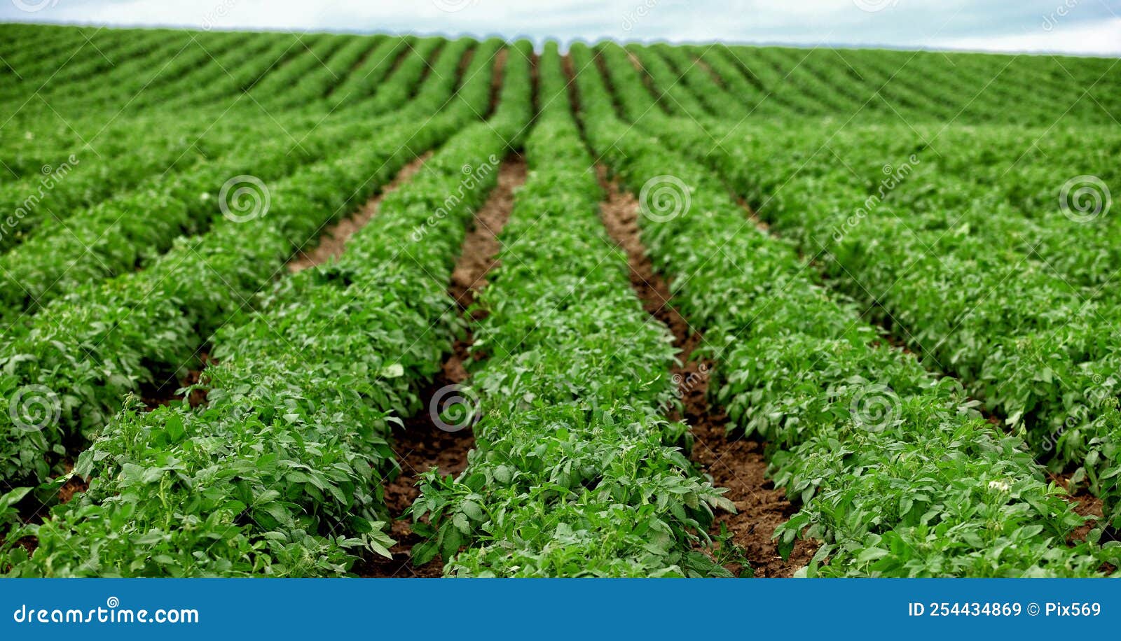 Rows of Potato Plants in an Idaho Potato Farm Stock Image - Image of ...
