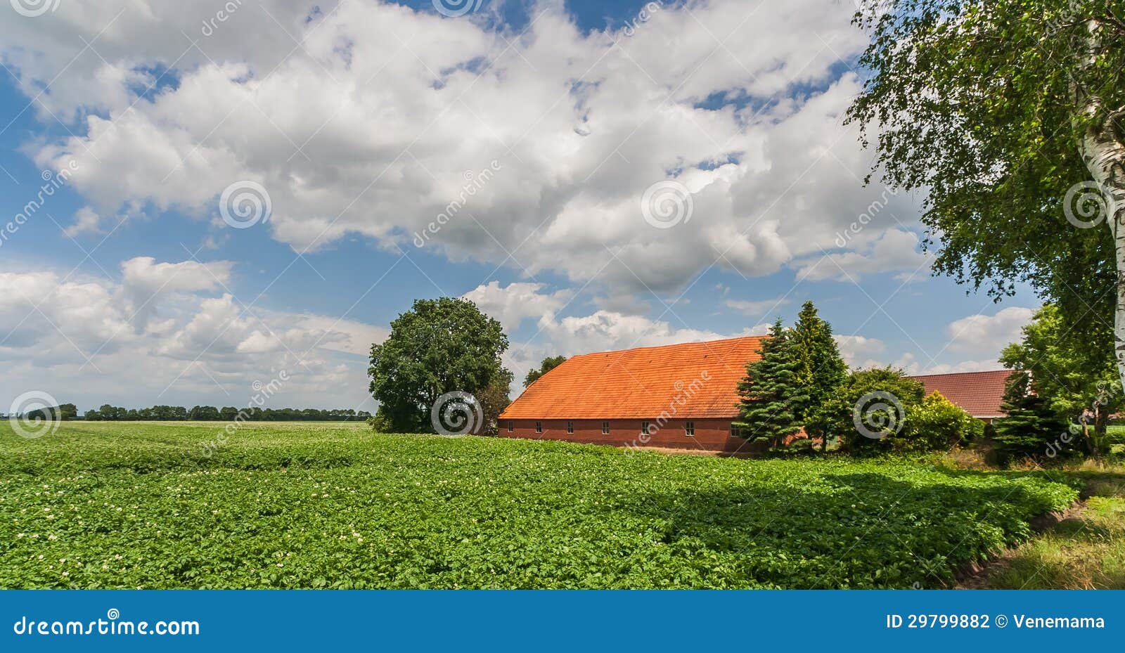 Potato farm stock photo. Image of agriculture, potatofield - 29799882