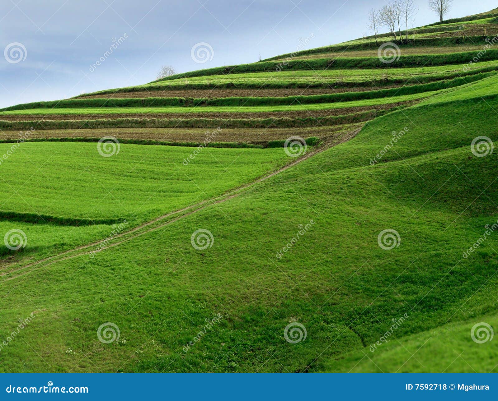 Farm Field with Road stock photo. Image of plantation - 7592718