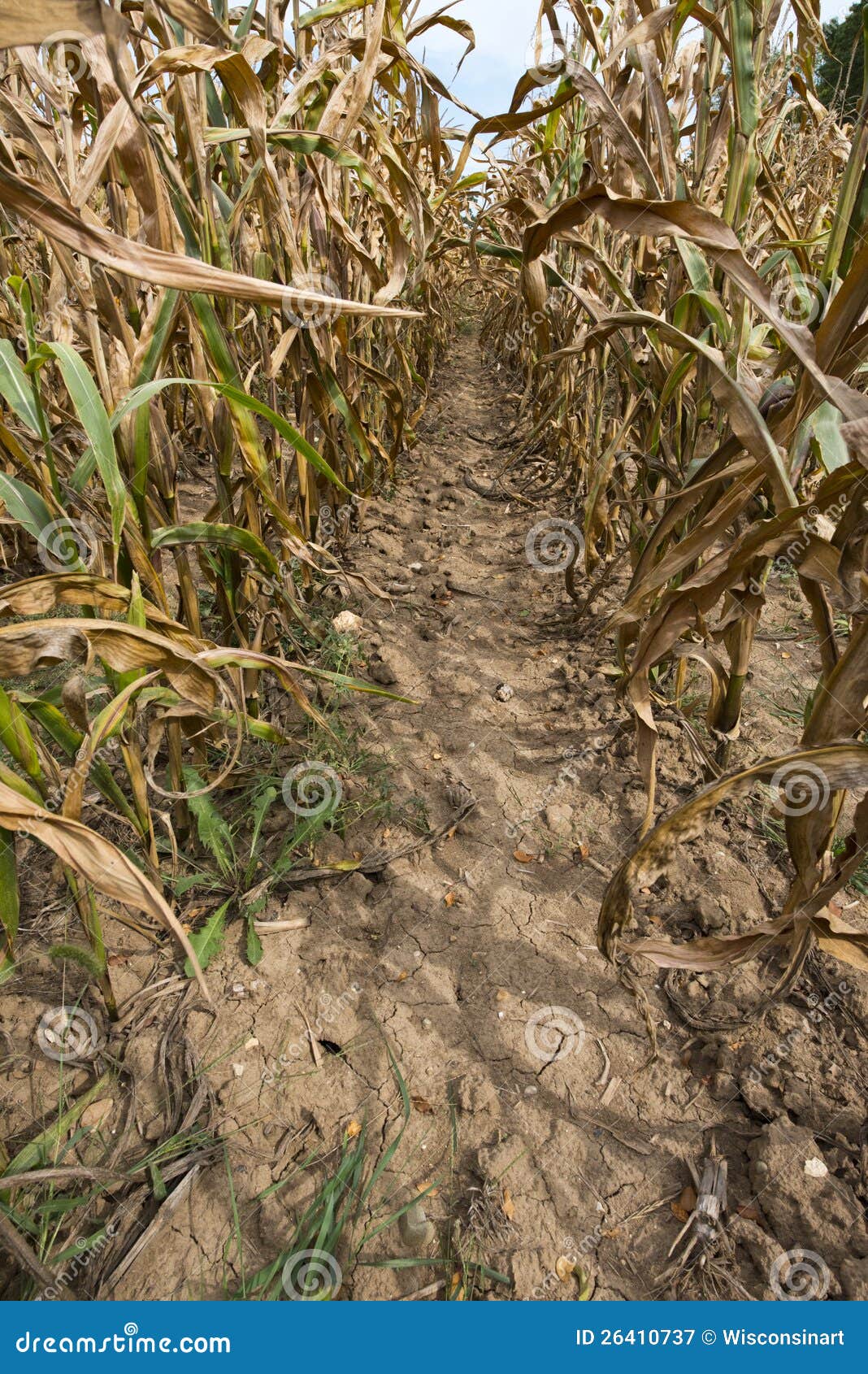 In between Farm Field Rows of Corn Stock Image - Image of farm, grain ...