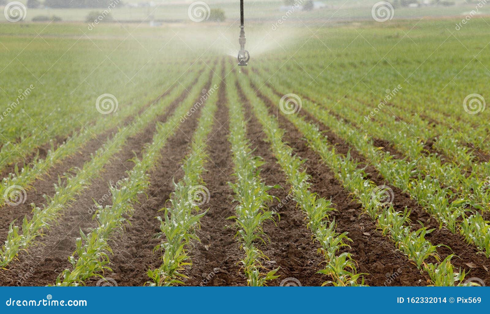 A farm field rowing corn. stock photo. Image of country - 162332014