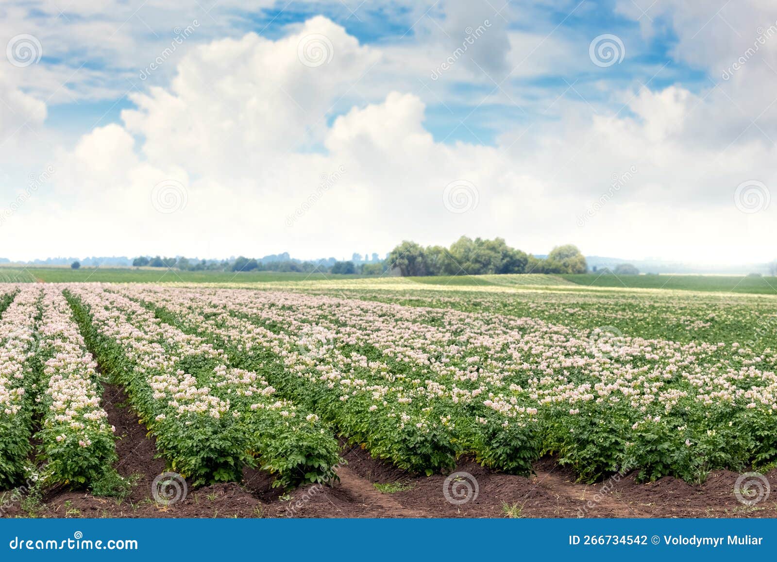 A Farm Field with Rows of Potatoes in Bloom. Flowering Potatoes Stock ...