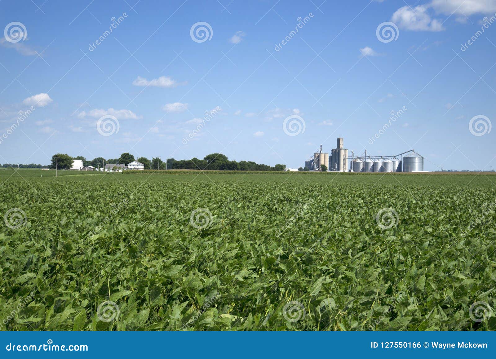 Farm field of soybeans stock photo. Image of farm, farmer - 127550166