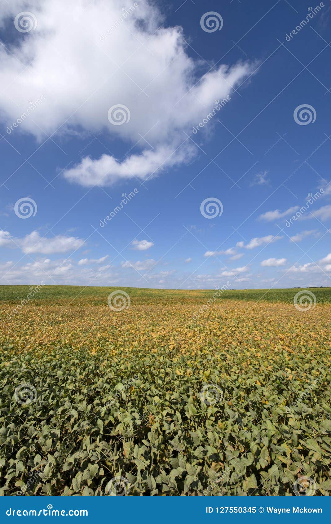 Farm field of soybeans stock image. Image of environmental - 127550345