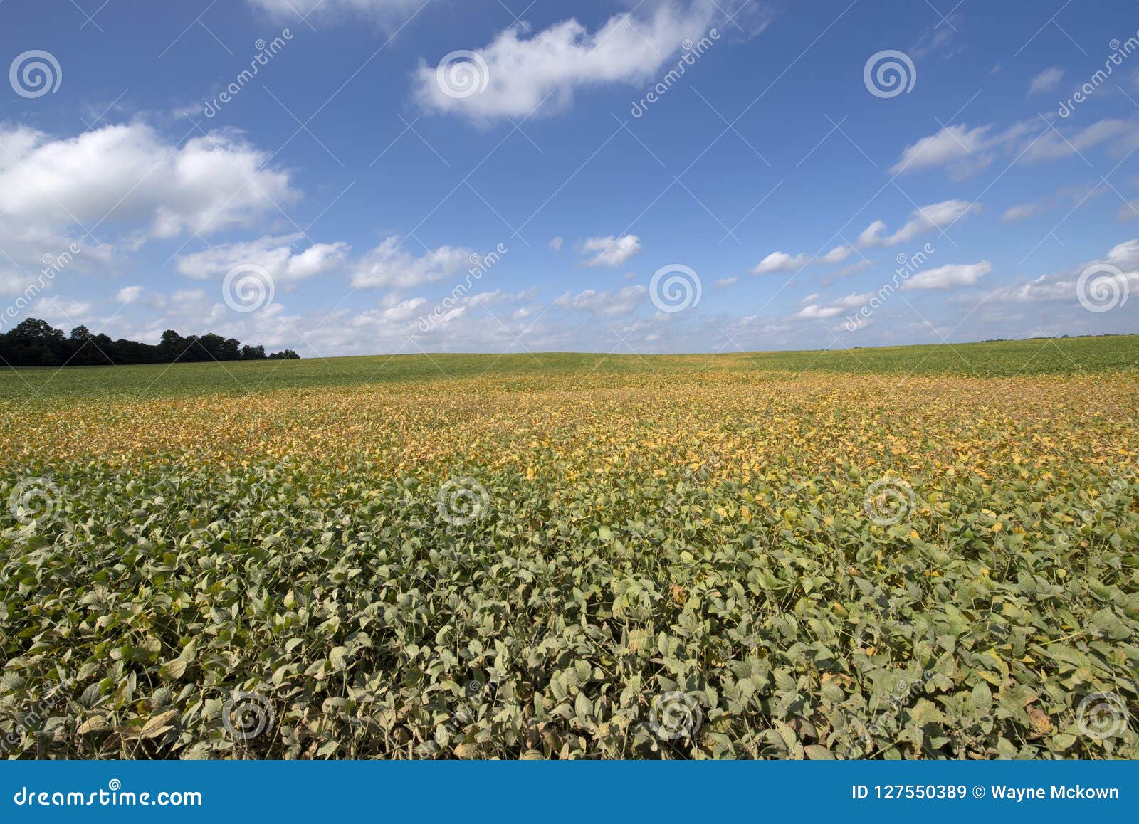 Farm field of soybeans stock image. Image of harvest - 127550389