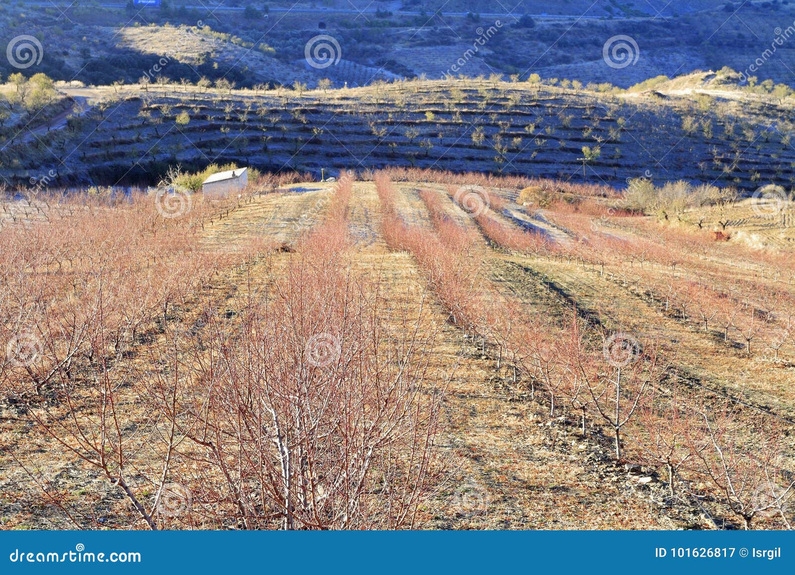Farm field in spring stock image. Image of meadow, launched - 101626817