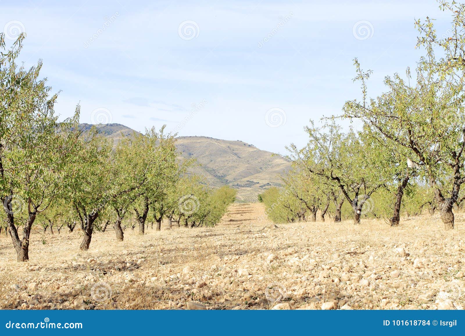 Farm field in spring stock photo. Image of color, farm - 101618784