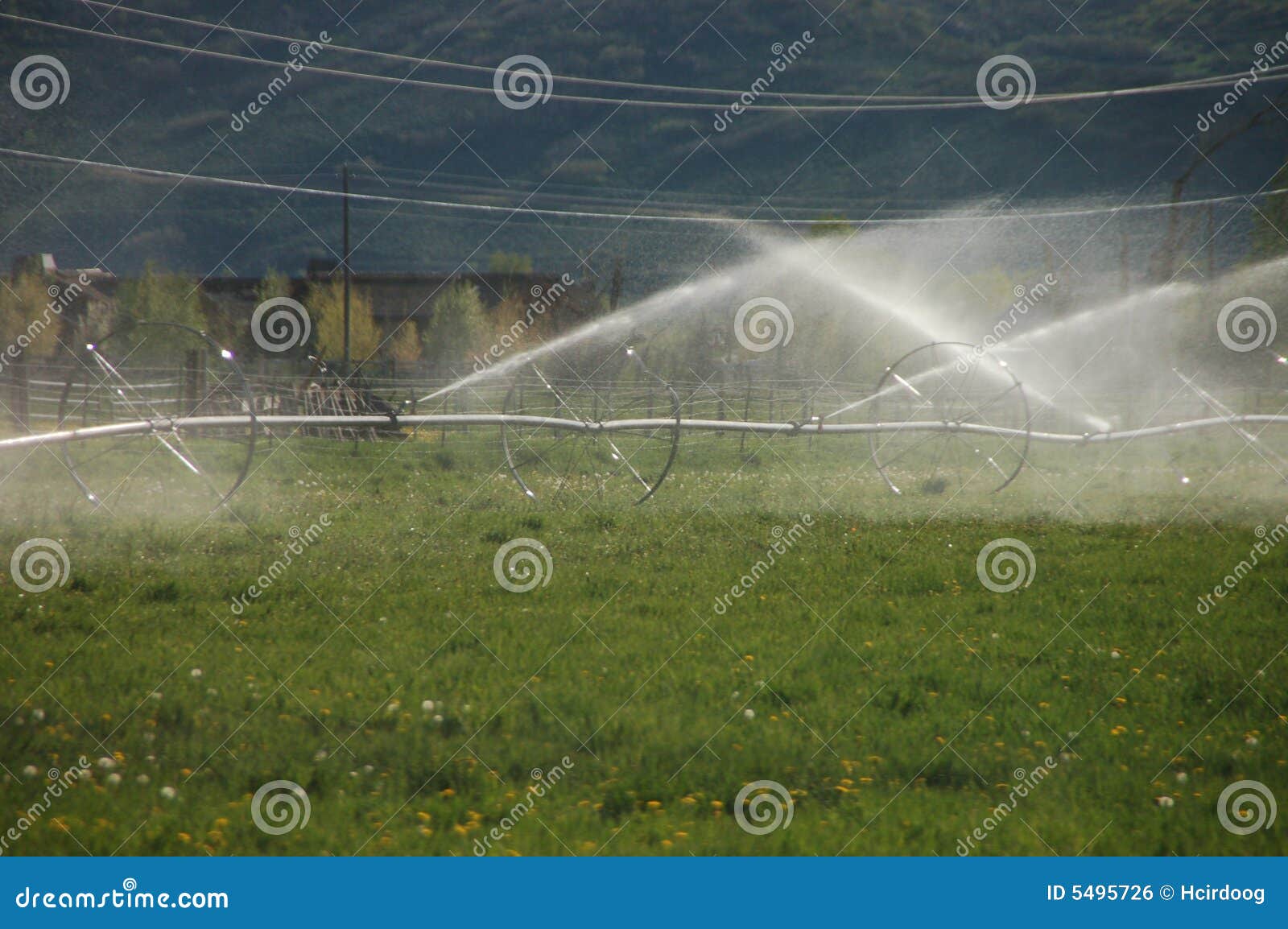 Farm Field Sprinkling System Stock Photo - Image of green, irrigate ...